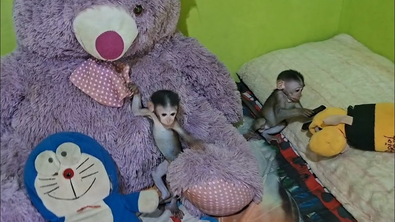 😭Baby monkey Noah thinks this teddy bear is his mother - YouTube