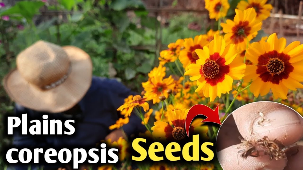 Plains Coreopsis seeds 💐harvesting /Ikj Gardens / - YouTube