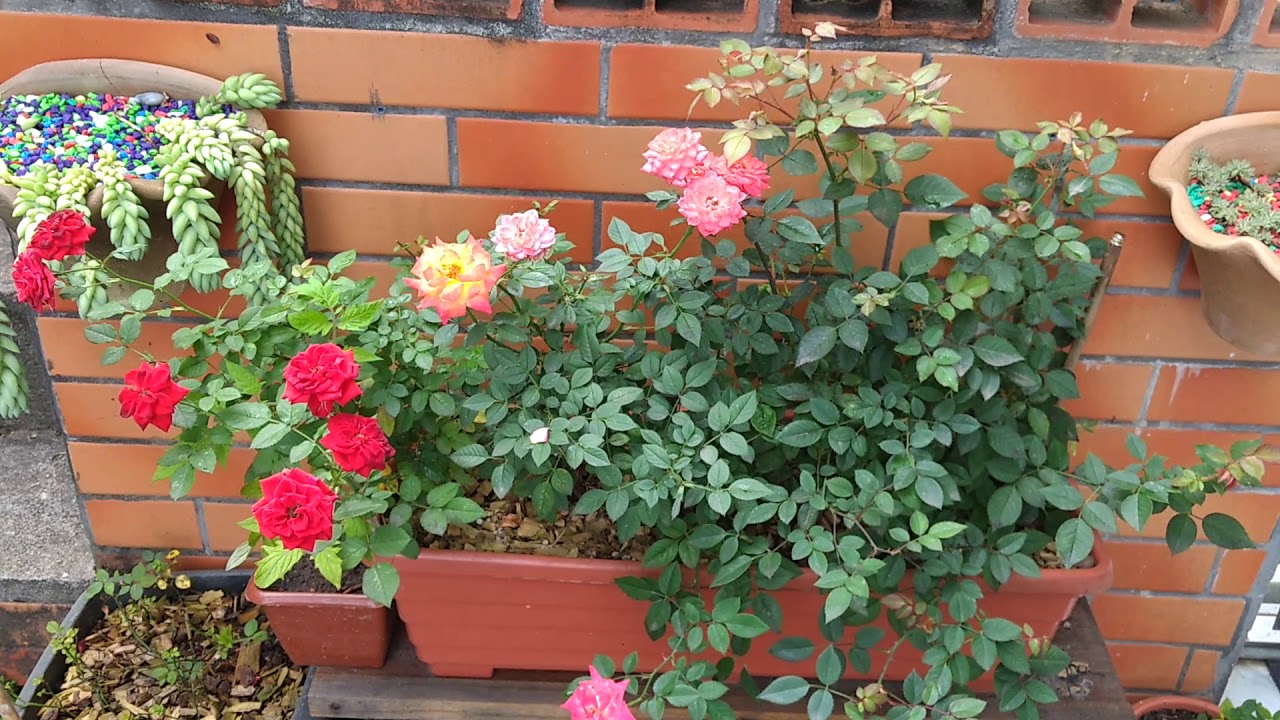 Mini Rosas com variadas cores - YouTube