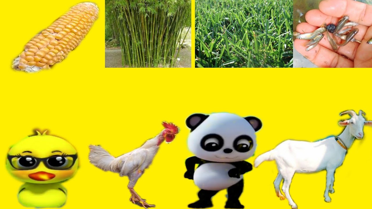 mencocokan makanan donal dduck,ayam jago,panda,kambing etawa - YouTube