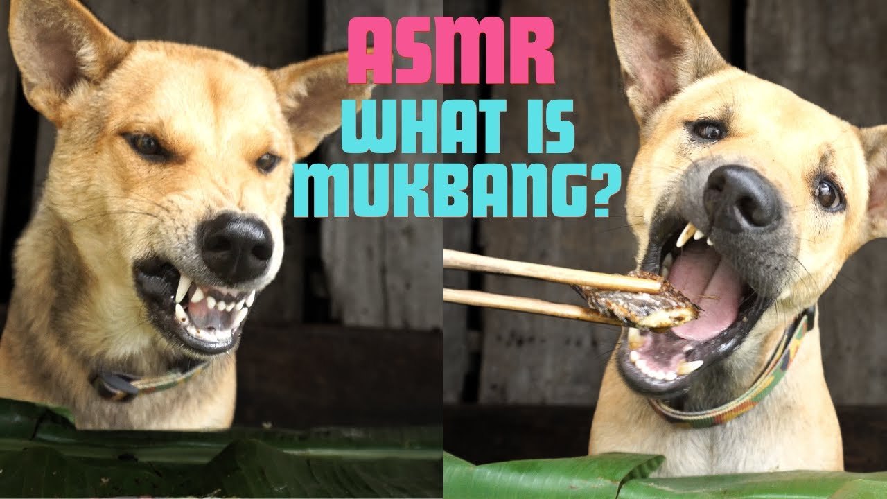 MUKBANG + ASMR Country Dog Mukbang Satisfying - Eating animal organs ...