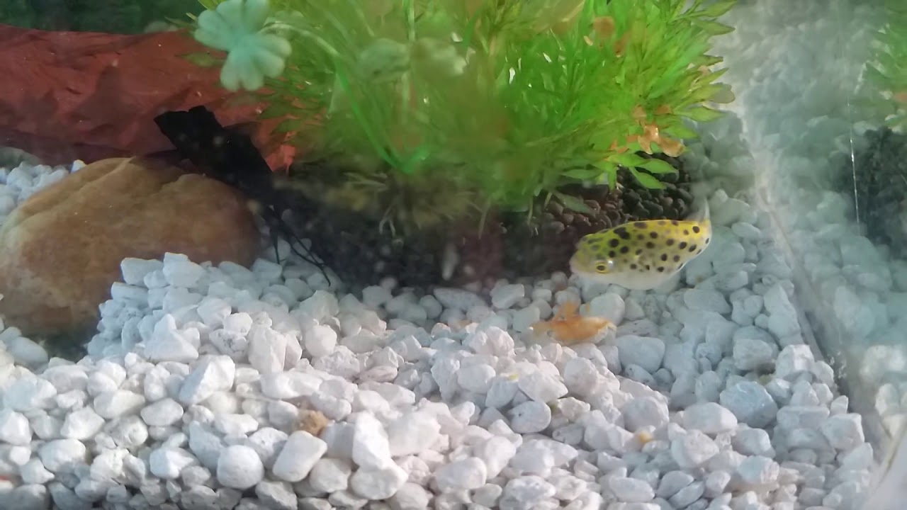 Feeding my newly acquired Baby Green Spotted Puffer Fish, I named ...