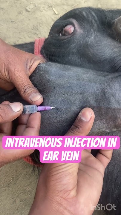 Intravenous injection in ear vein l Dr Umar Khan - YouTube