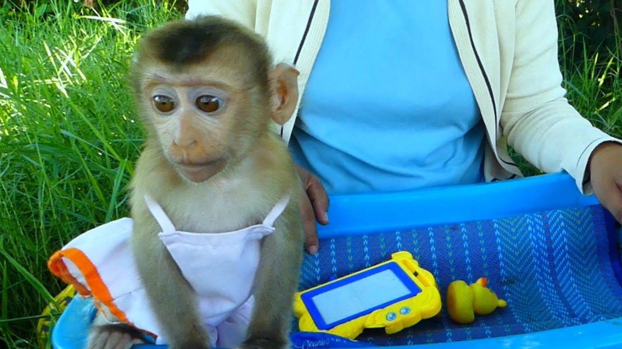 Monika monkey gardening with mom - YouTube