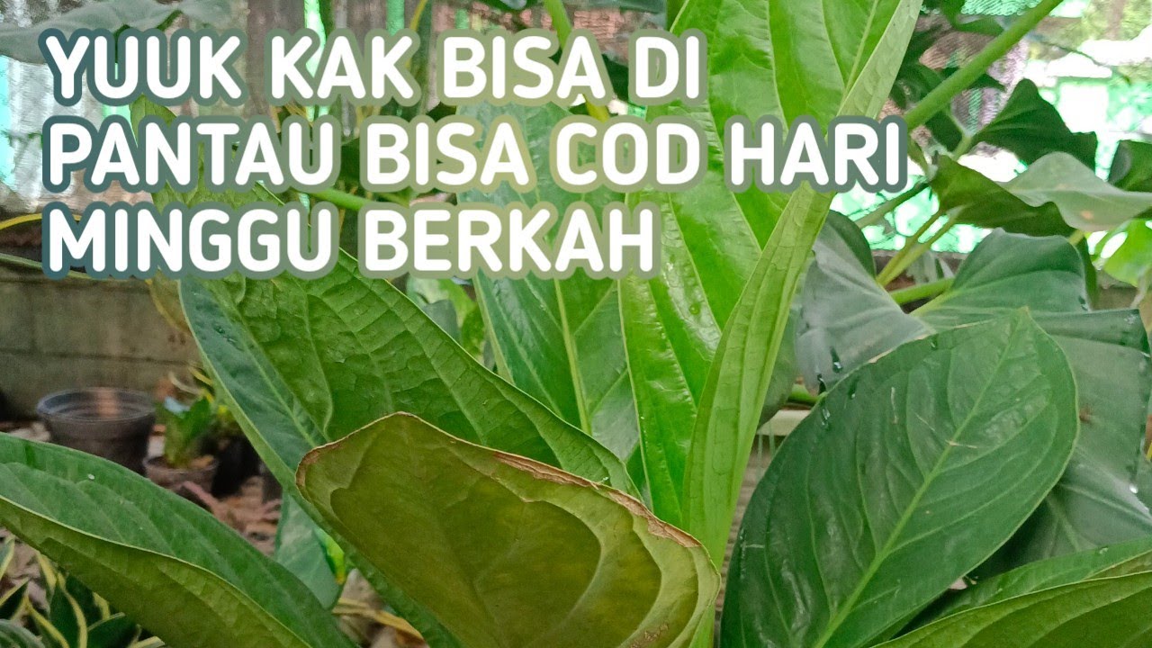 CUCI GUDANG BUNGA MURAH BANGET - YouTube