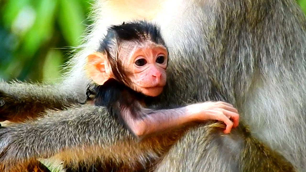 How is Cute Newborn BB Try Looking Anywhere Carry Young Mom in Day ...