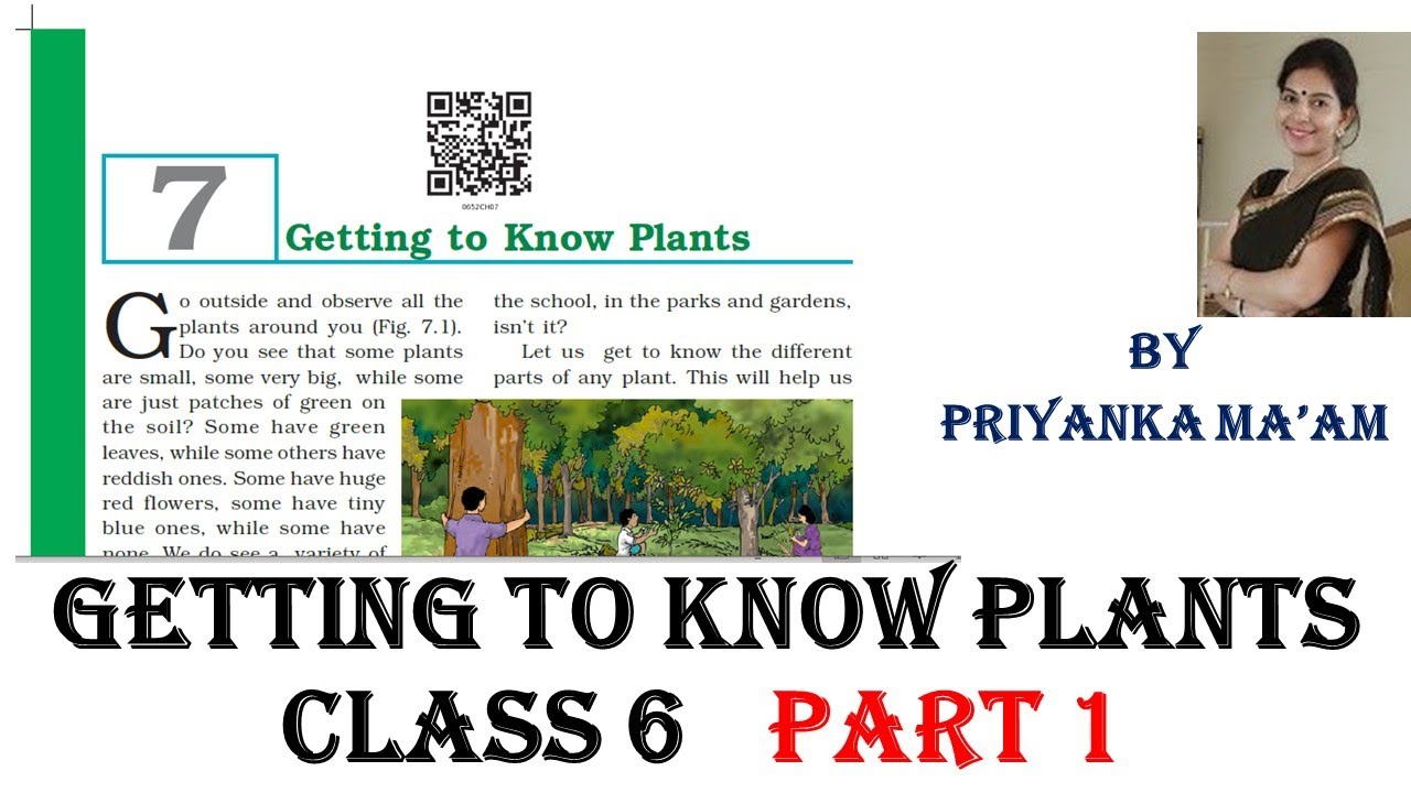 Getting to Know Plants, Part 1, Class 6, Science, NCERT CBSE - YouTube