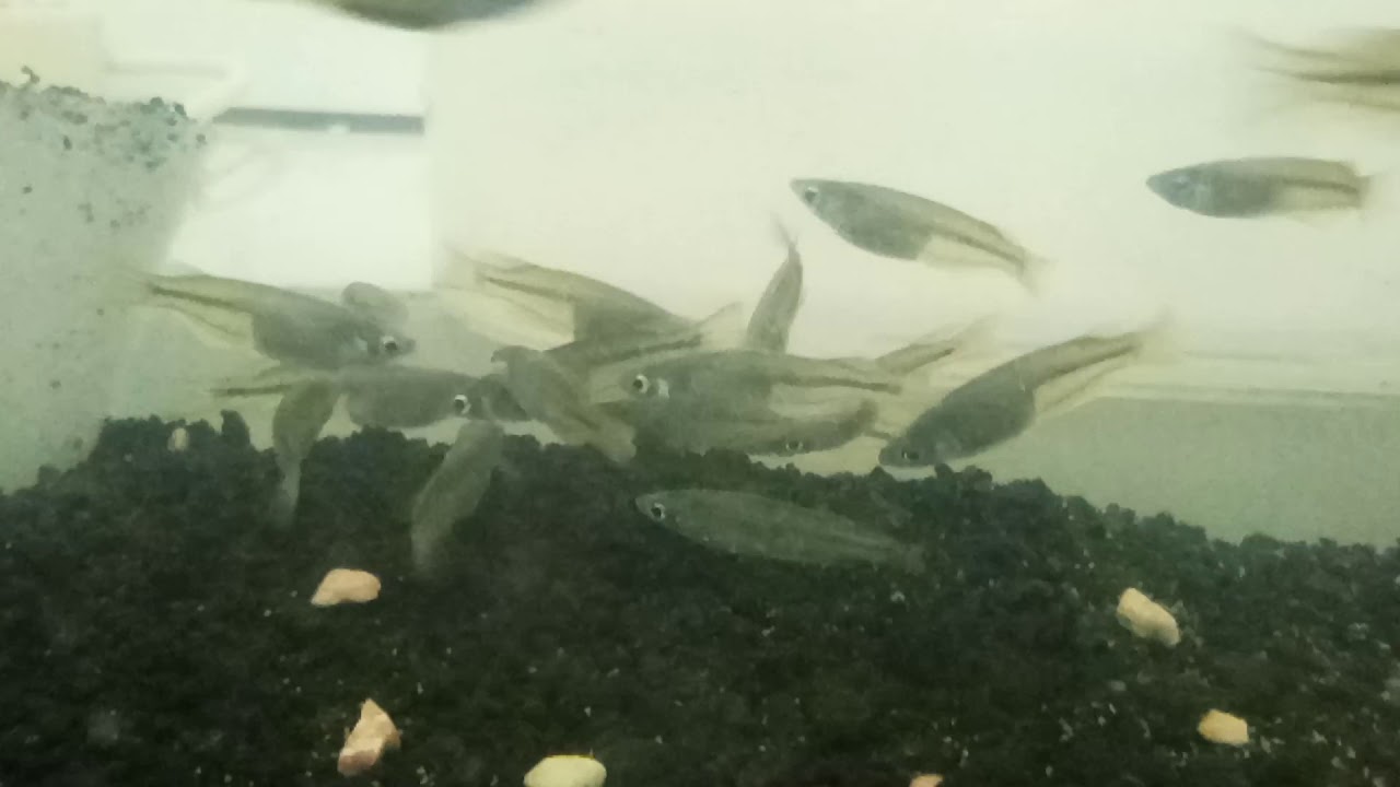 Oryzias celebensis lagi ngumpul makan. - YouTube