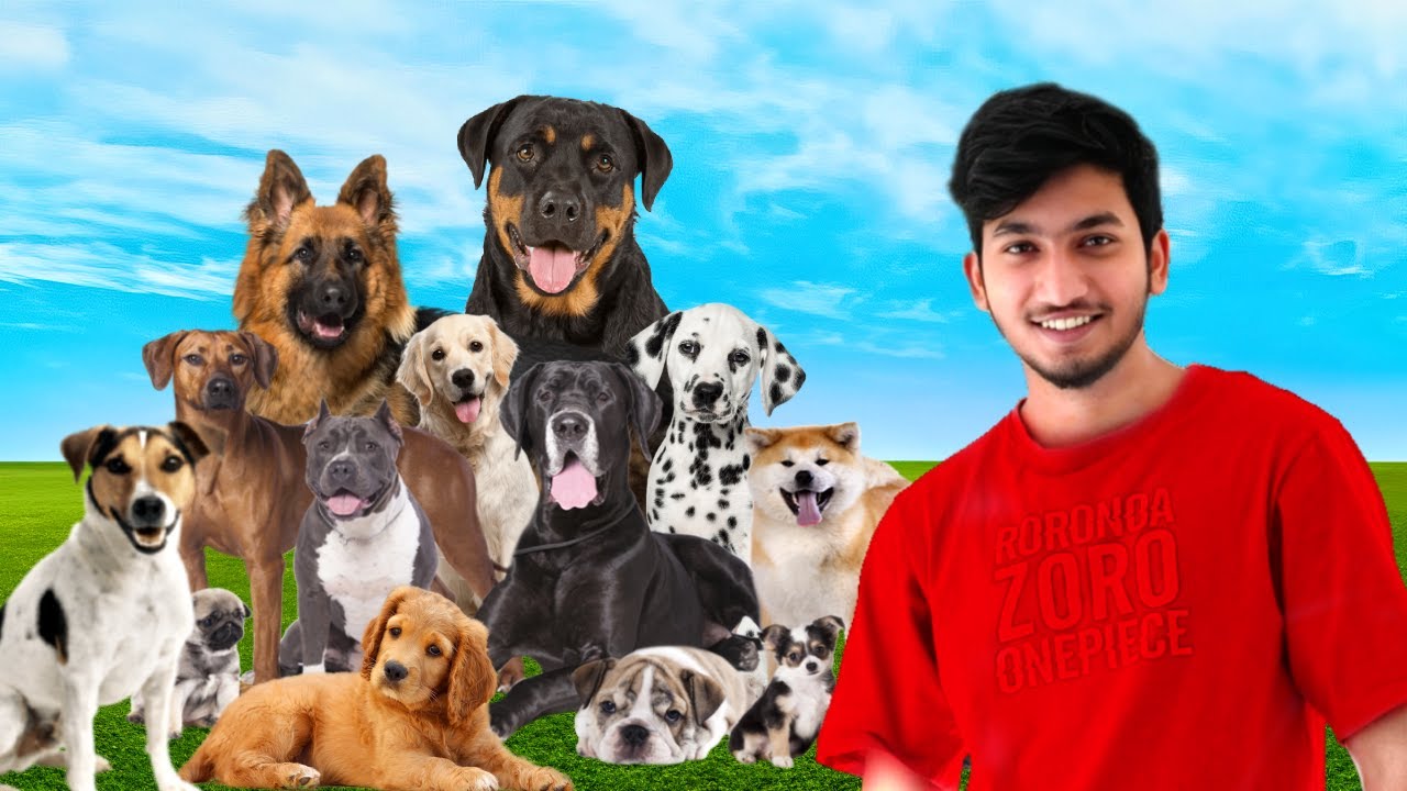 Feeding 100 Dogs In 1 Hour ! - YouTube