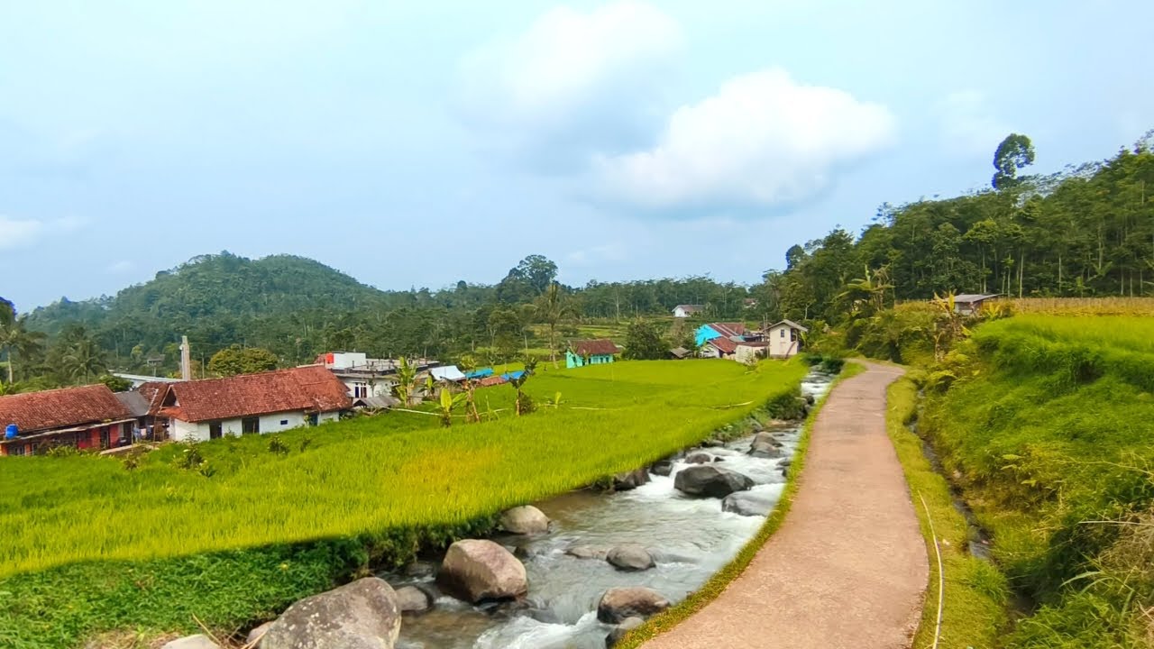 SYAHDU Pisan Euy, Kampung Tengah Sawah Yang Cantik Campernik, BIKIN ...