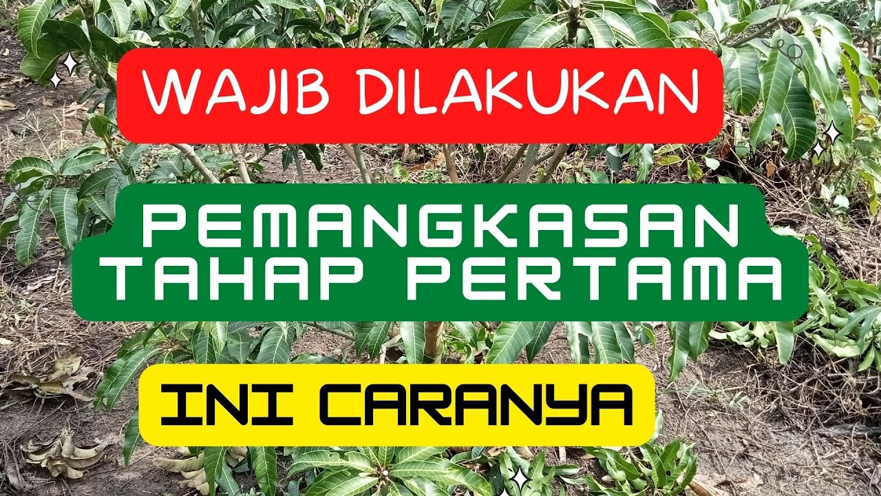Cara Pangkas/Pruning Untuk Membentuk Kanopi Mangga UHDP - YouTube