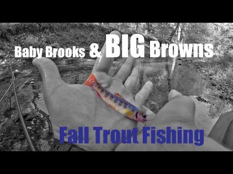 Baby Brooks and Big Brown Trout Fall Trout Fishing - YouTube