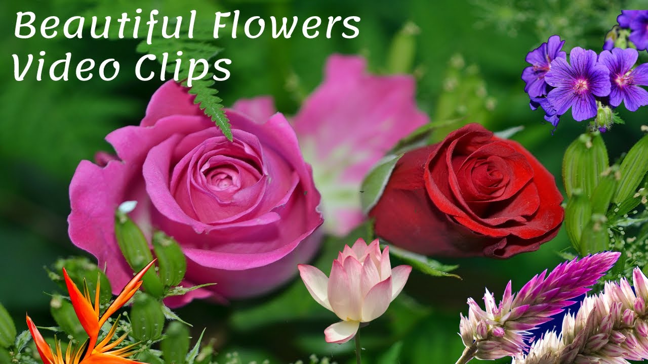 beautiful flowers video clips | flower blooming stock footage - YouTube