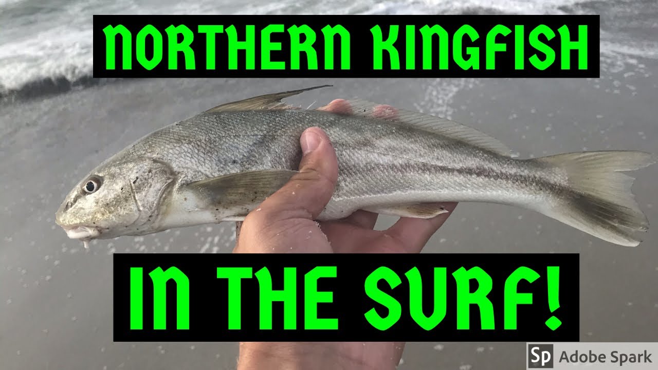 Catching Northern Kingfish In Long Island Surf!(NEW SPECIES) - YouTube