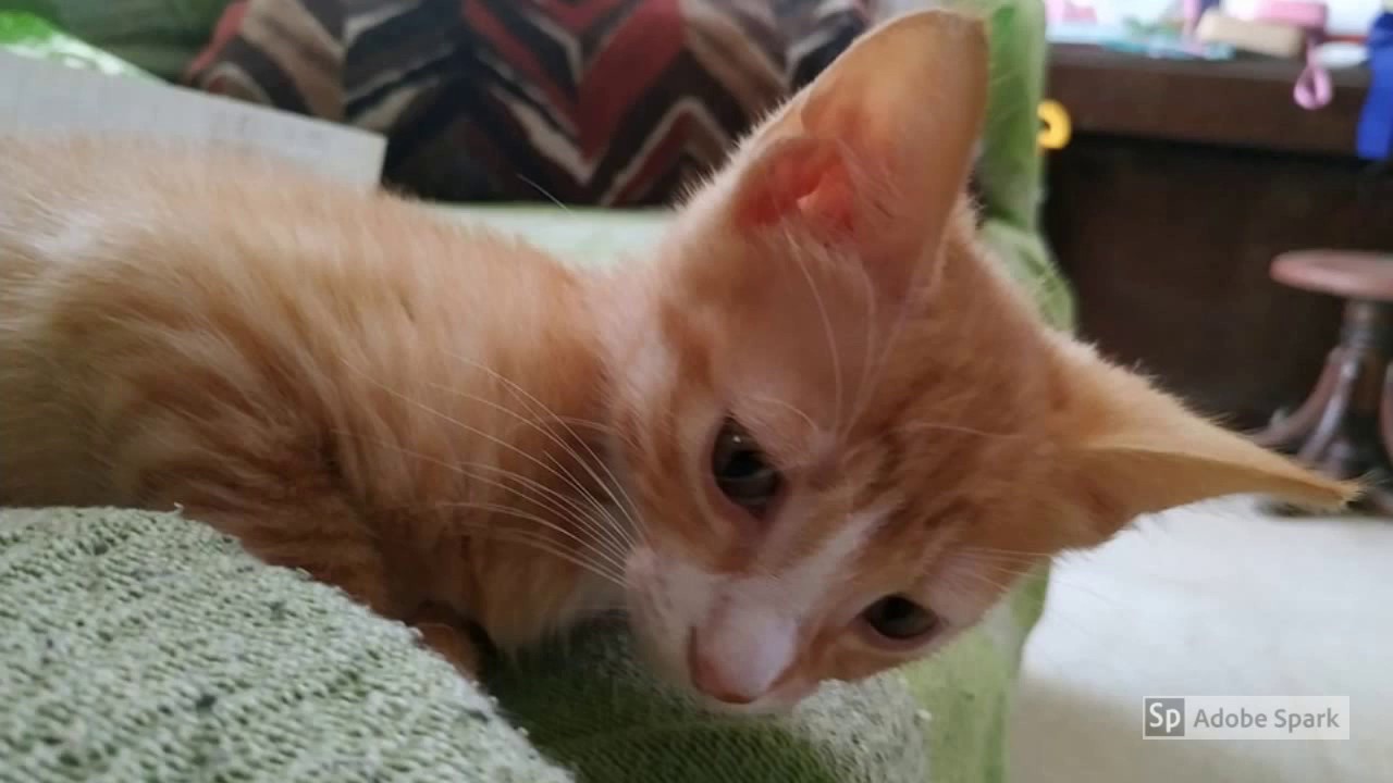 Say Hello To Indie! ( New Kitten Montage) - YouTube