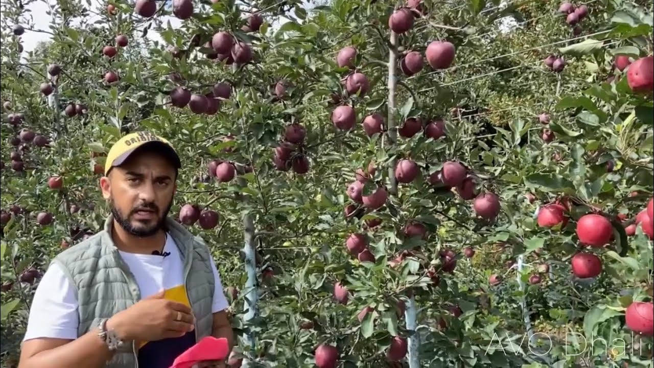 King Rot Red Delicious apple and it’s suitable elevation - YouTube