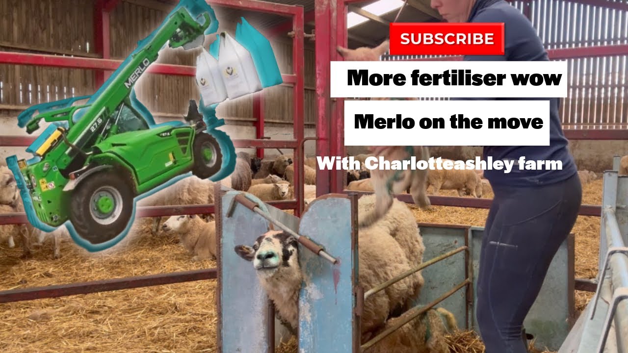 Merlo moving fertiliser, that escalated quickly! why I put sheep in ...