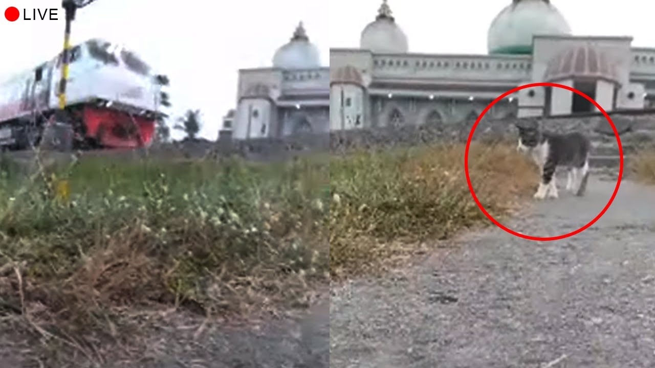 Video Detik-detik Kucing mau nyebrang di perlintasan rel Kereta Api ...