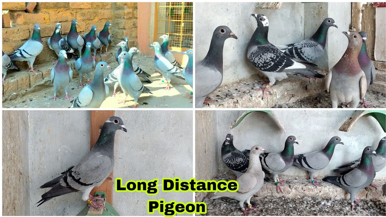 Best And Beauty Loft Hens Racing Pigeon Team | Top Top Performer Racing ...