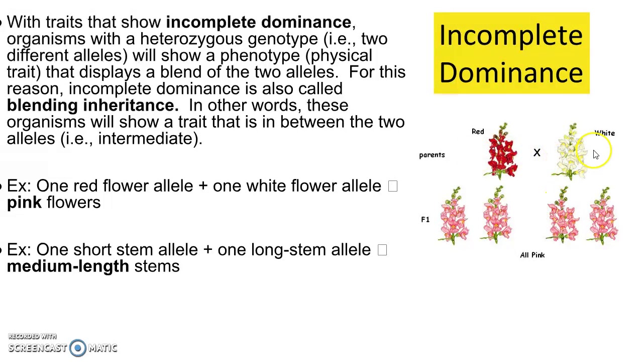Test Crosses, Incomplete Dominance, and Codominance - YouTube