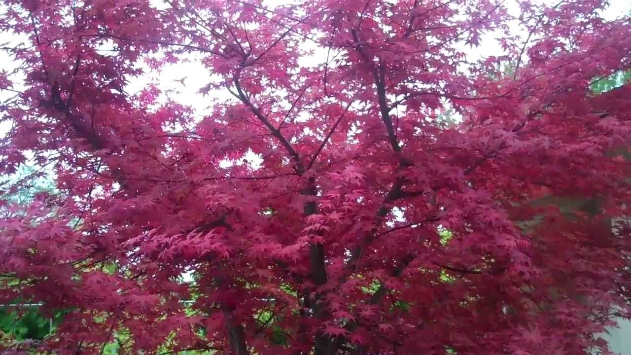 Japanese Maple Specimen Bonfire at Larry's Little Trees - YouTube