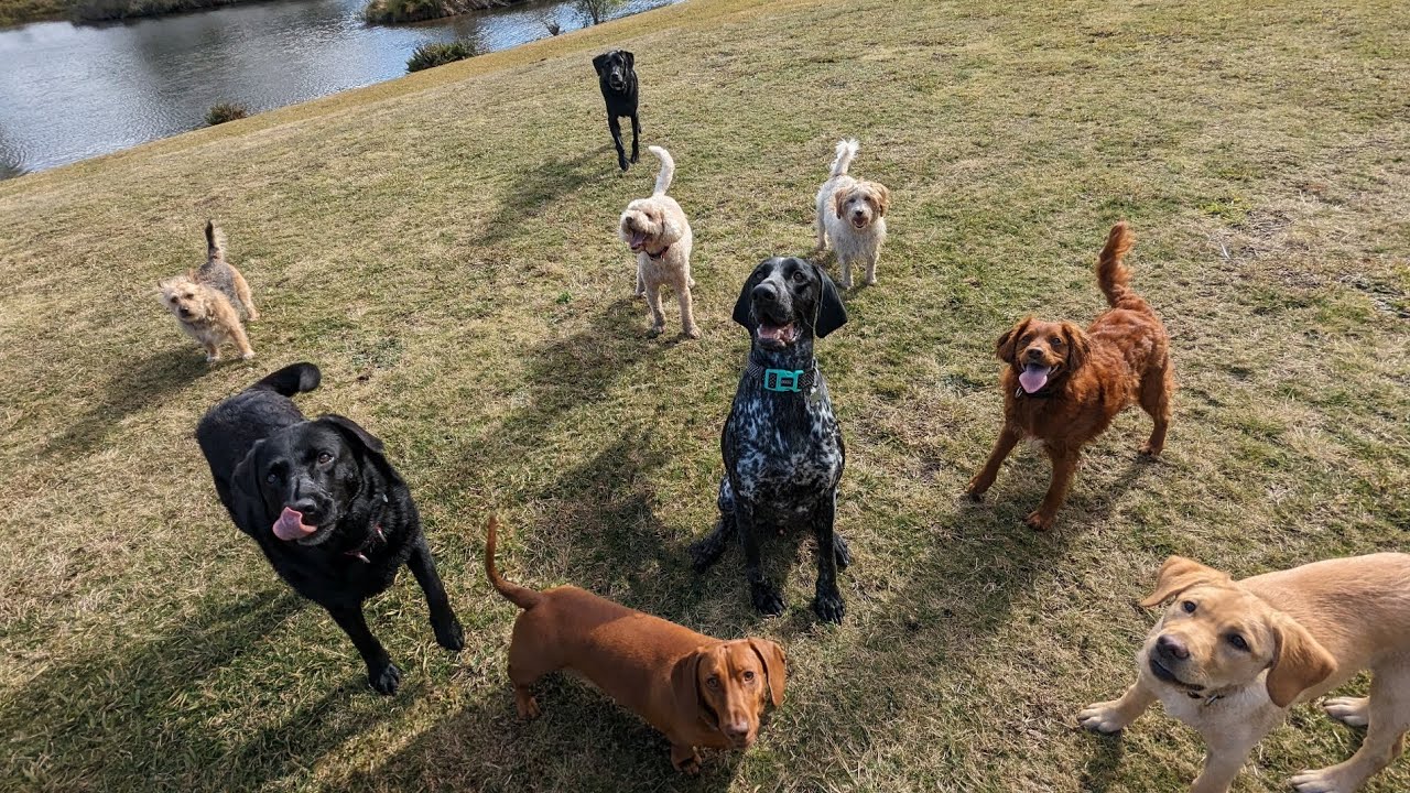 Dogs Adventure Day 5th July 2023 - YouTube