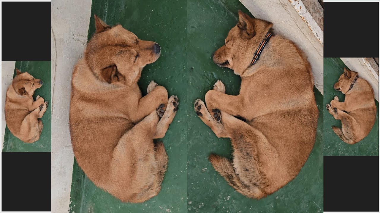 20230715 따야 - 발 모양이 데칼코마니 The shape of the feet is decalcomanie - 이상한 ...