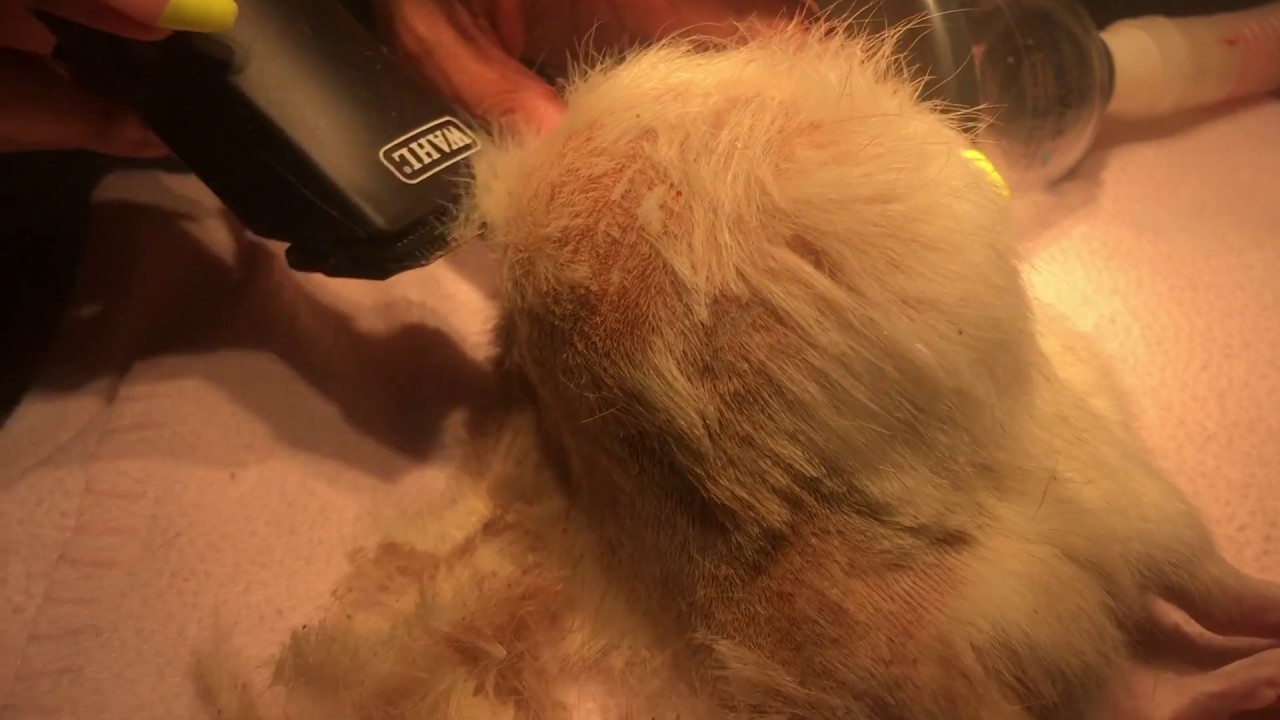 GRAPHIC!! VERY SWEET DOMESTIC RAT WITH A LARGE CAUDOLATERAL ...