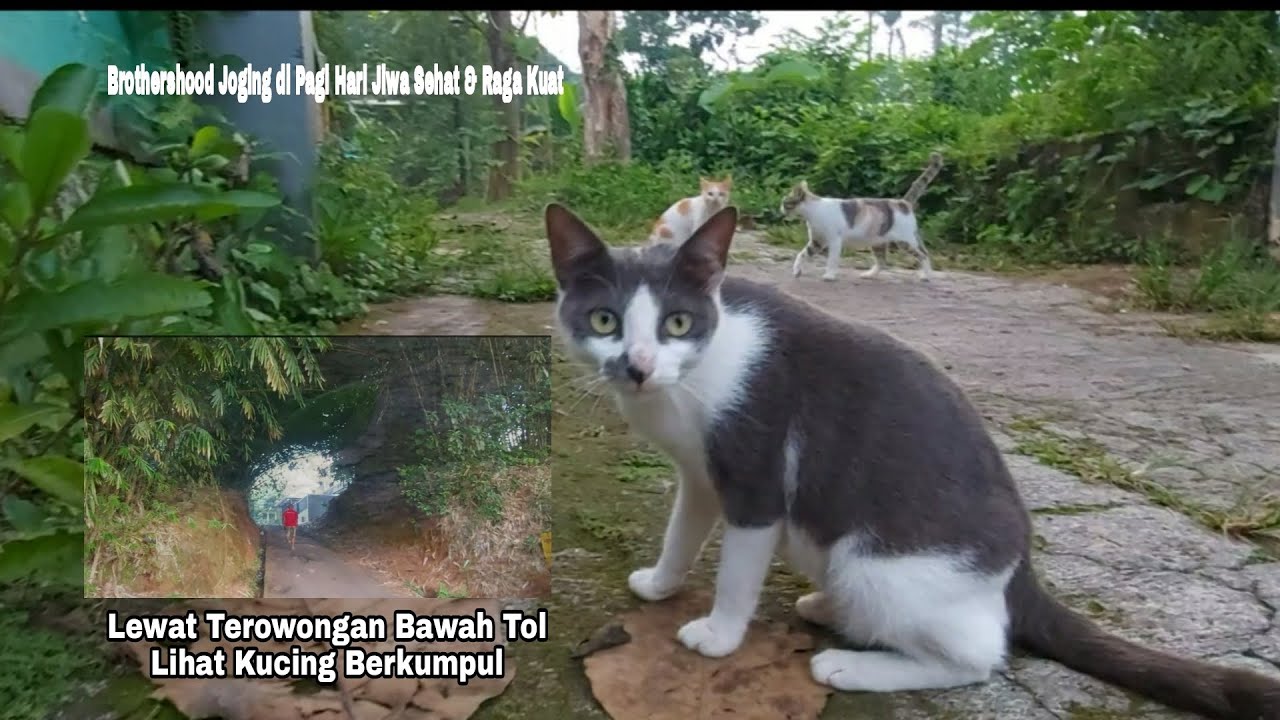 Lewat Tanjakan Pohon Bambu II Kucing Ramah Menyambut - YouTube