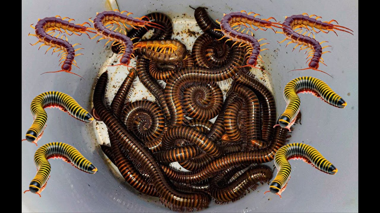 Looking Insect Meet Millipede ,Beetle Worm, Centipede ,Larva Worm, Red ...