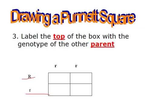 Punnett Square Video Lecture - YouTube