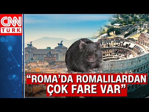 Roma'da fare alarmı! Dünya tarihine ışık tutan başkenti fareler bastı