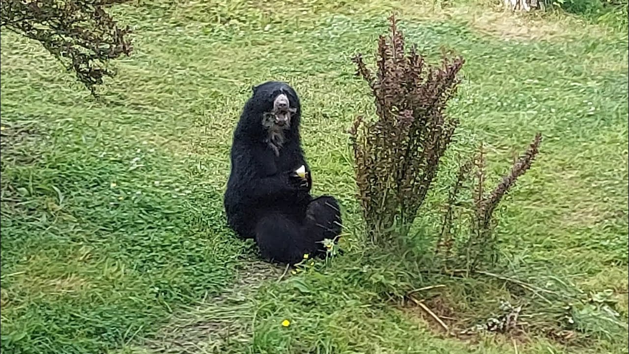 Andean Bear Eating Fruit at Chester Zoo - 29/06/21 - YouTube