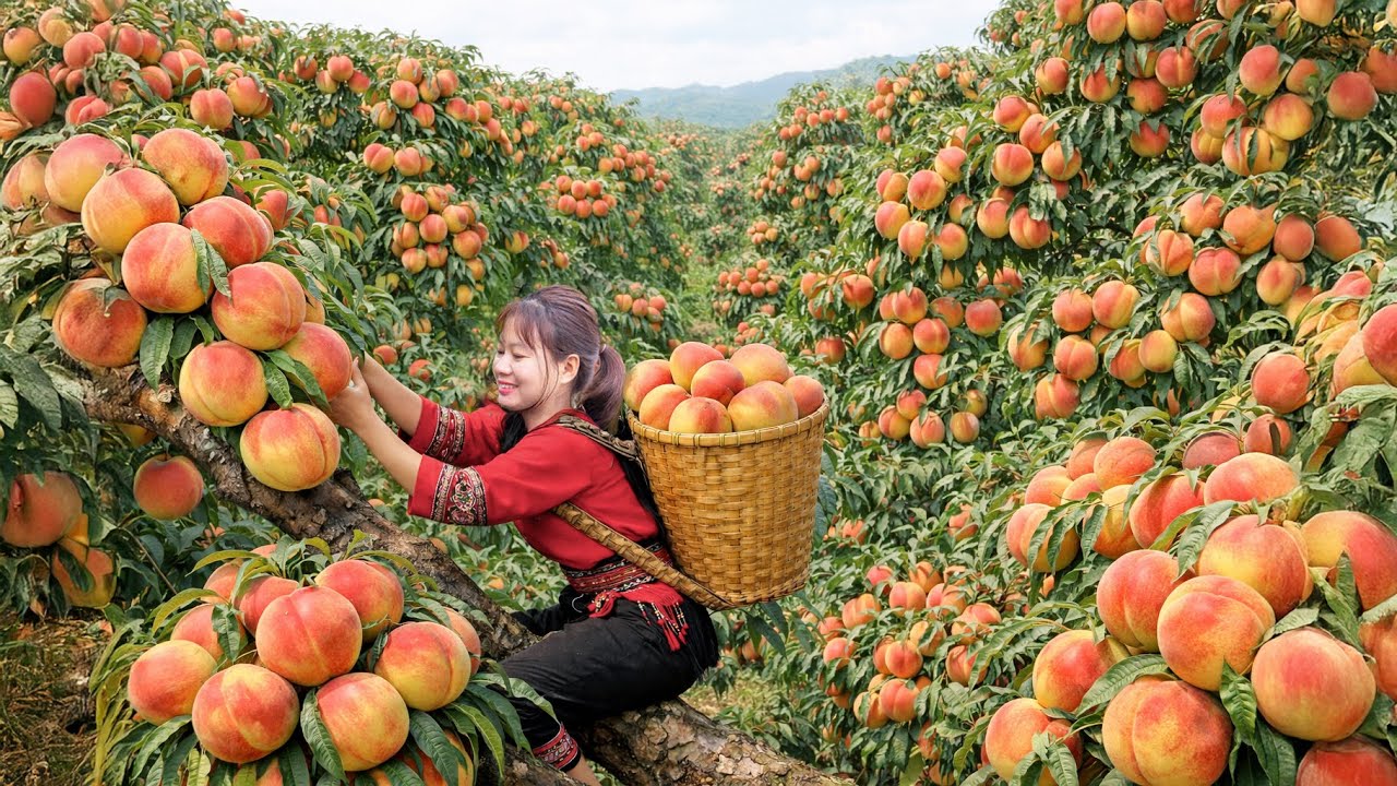 Harvesting 777+ America Hybrid Peach for Sale | You Will Not Believe ...