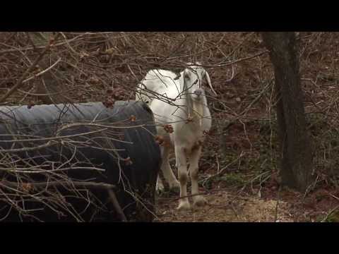 Killing on Goat Island (2/27/14) - Jacob Kittilstad