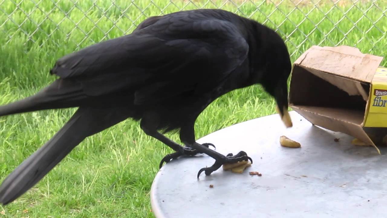A very clever Crow finding some food. - YouTube