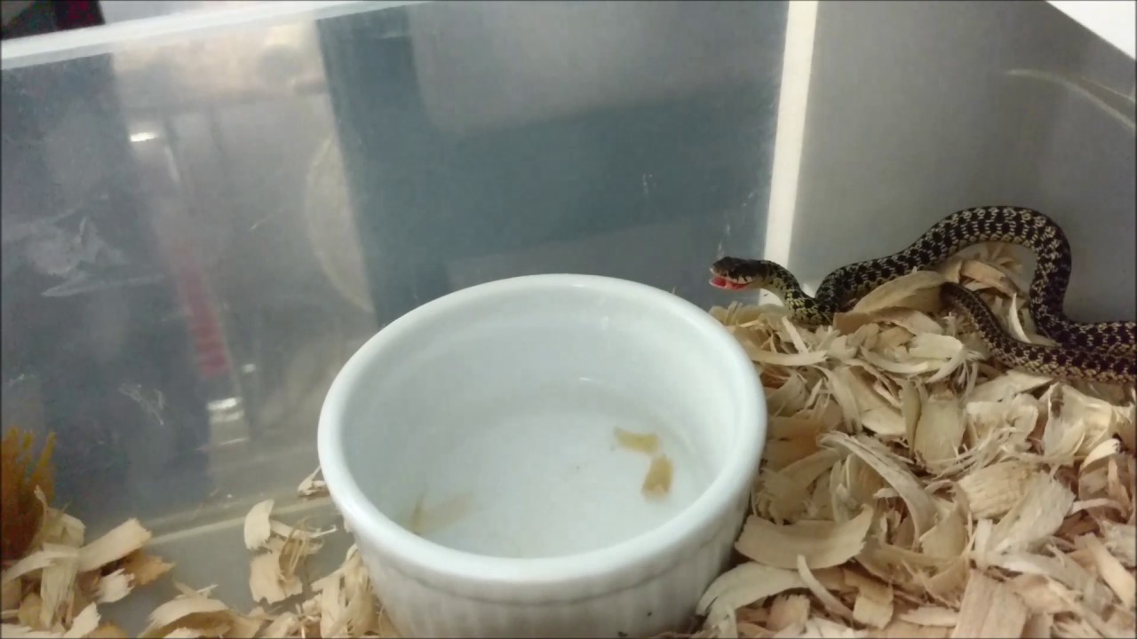 Snake Colony Visit - YouTube