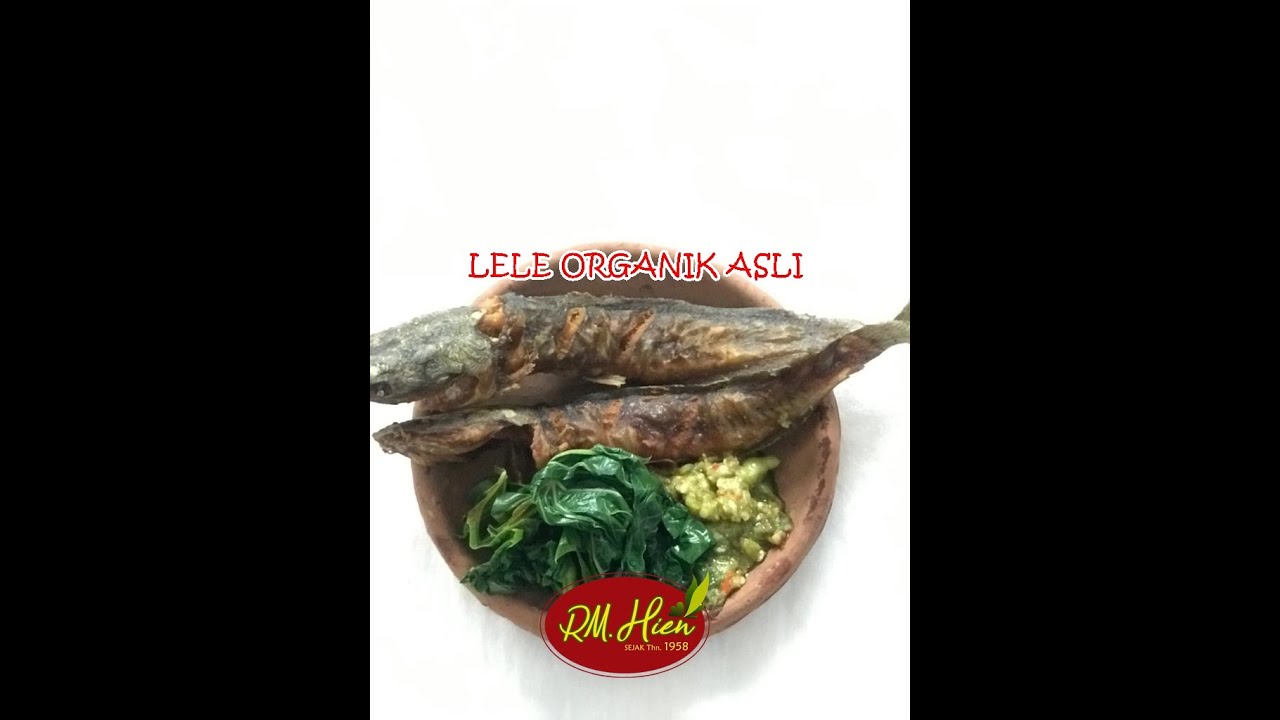 Ikan Lele Segar 1 Kg Lele Organik ASLI 1000 gram Fresh Siap Goreng ...