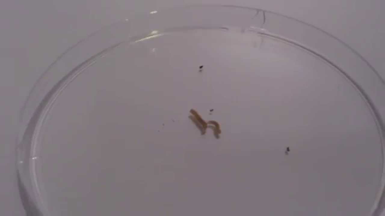 Centrobolus splendidus babies (Tausendfüßler, millipedes) - YouTube