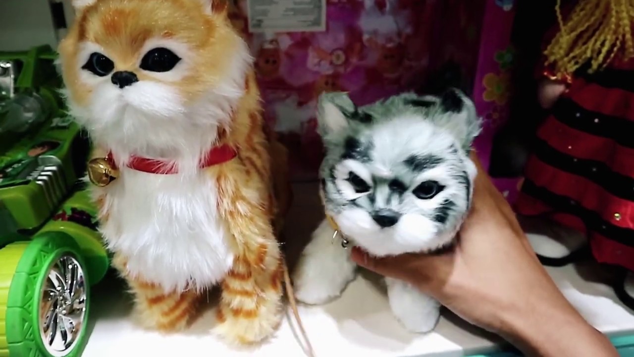 BERBURU MAINAN KUCING DI ARAB SAUDI, LUCU BANGET! - YouTube