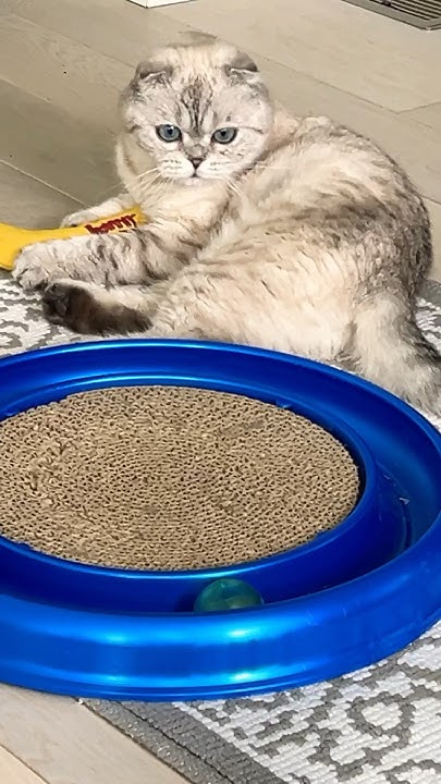 We put catnip on the scratching post in the middle #cat #cutecat #cute #funny #funnymoments ...