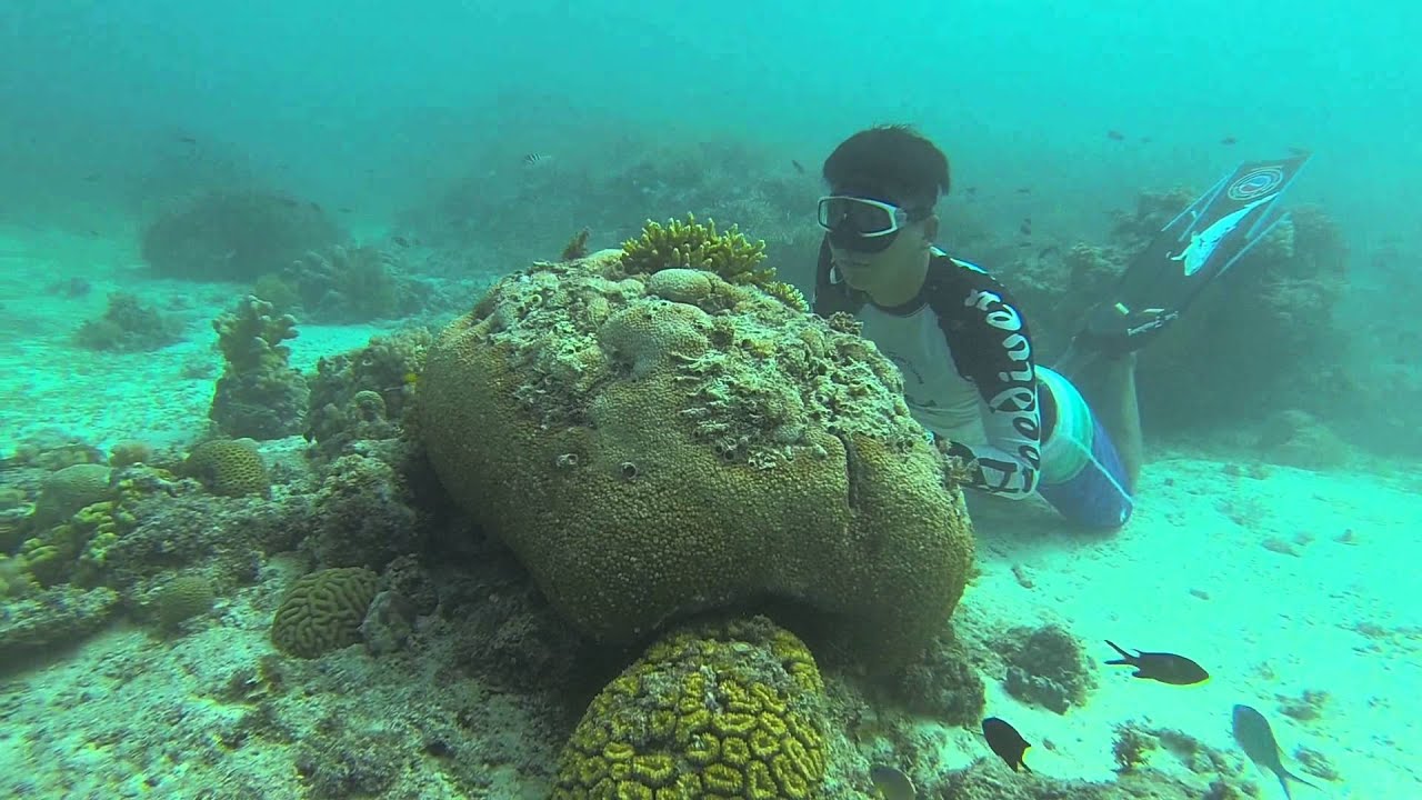 베스트 프리다이빙 보홀 여행 Freediving in Bohol - travel - YouTube