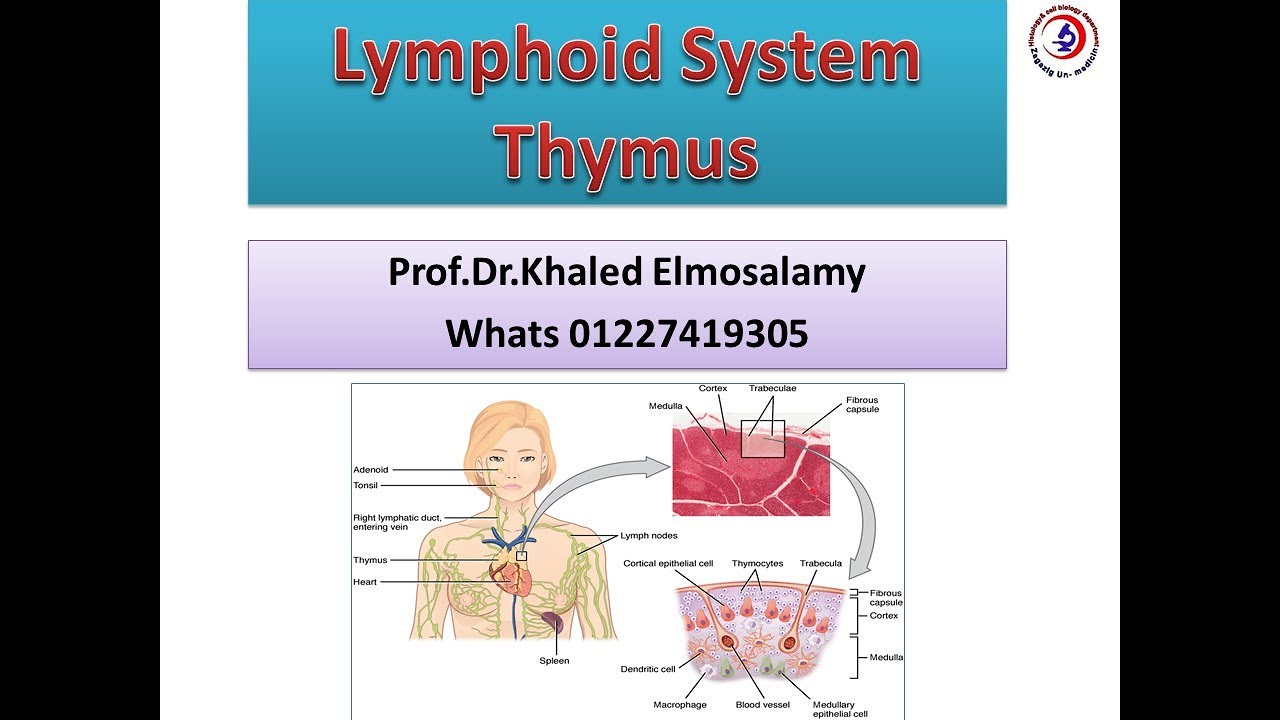 Lymphoid system=histology of lymphatic system=histology of Thymus - YouTube