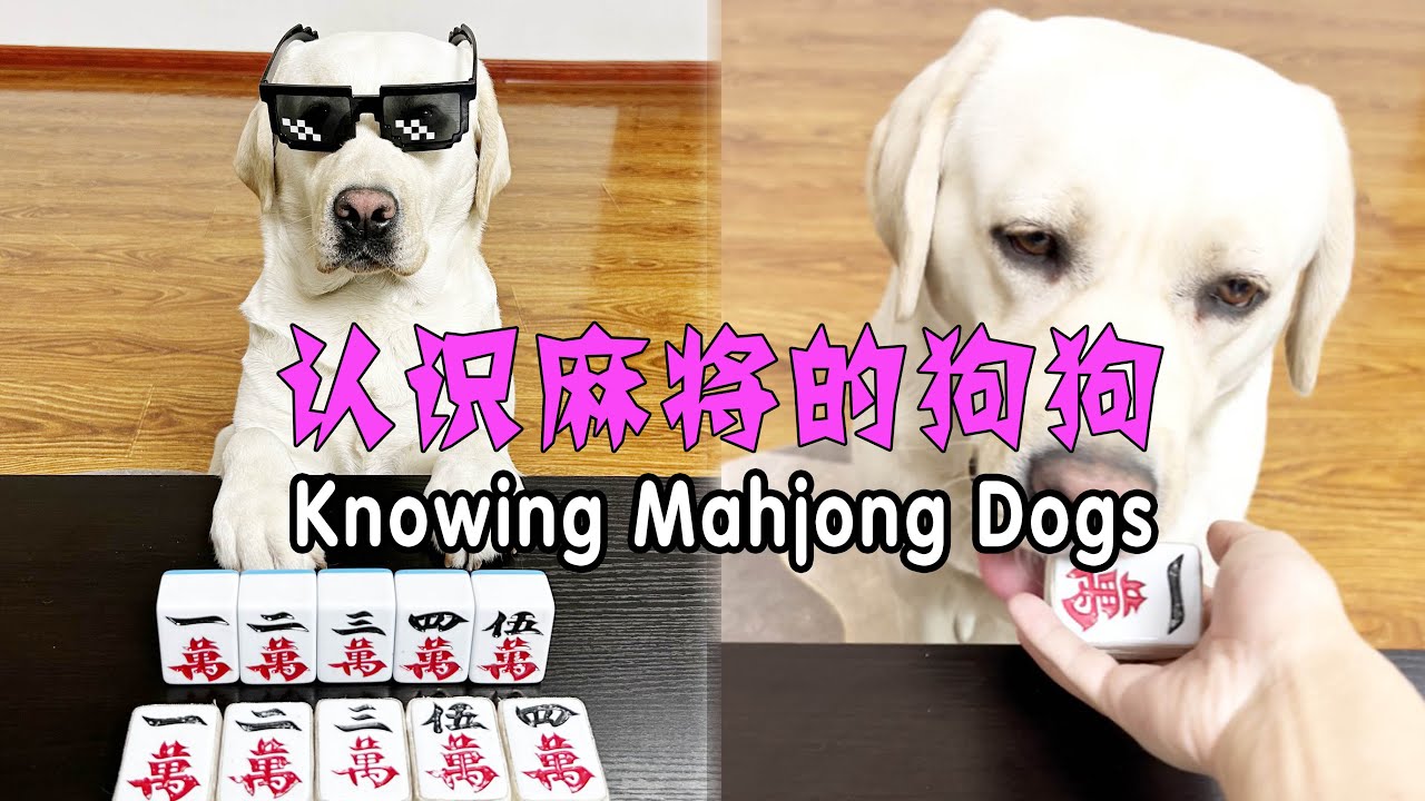 狗狗真的认识麻将！The dog really knows how to play mahjong!#萌寵#寵物#搞笑#拉布拉多 ...