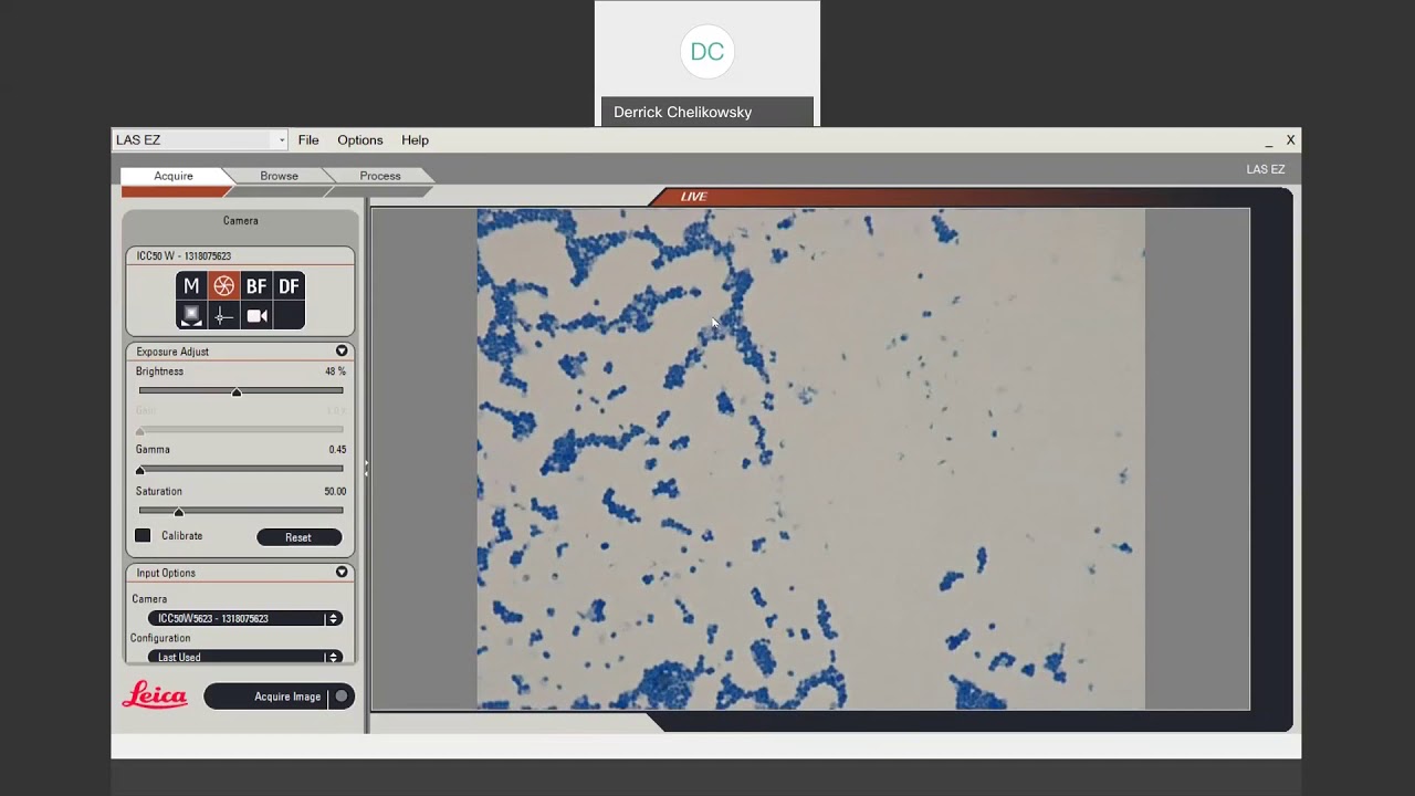 Microscope Observations: Sarcina aurantiaca simple stain - YouTube