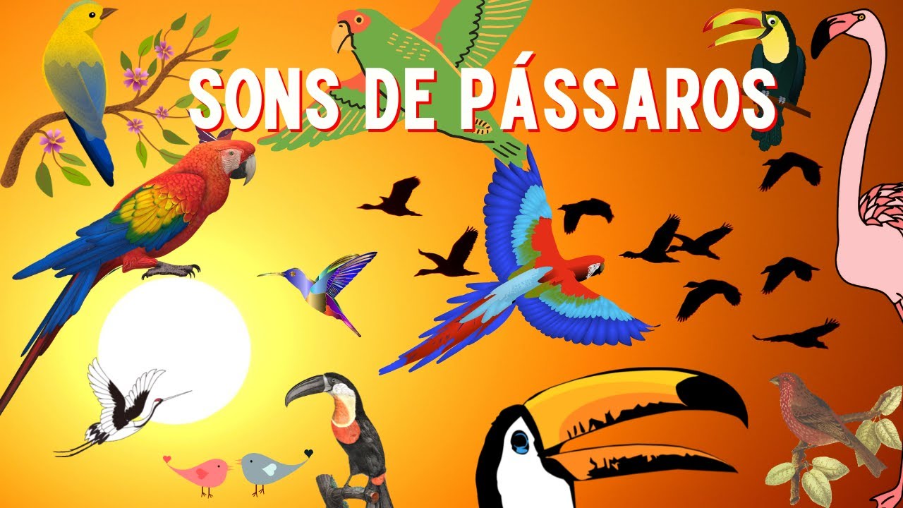 🐣Sons de pássaros 🐦 🦜🦅🐓🕊 - YouTube