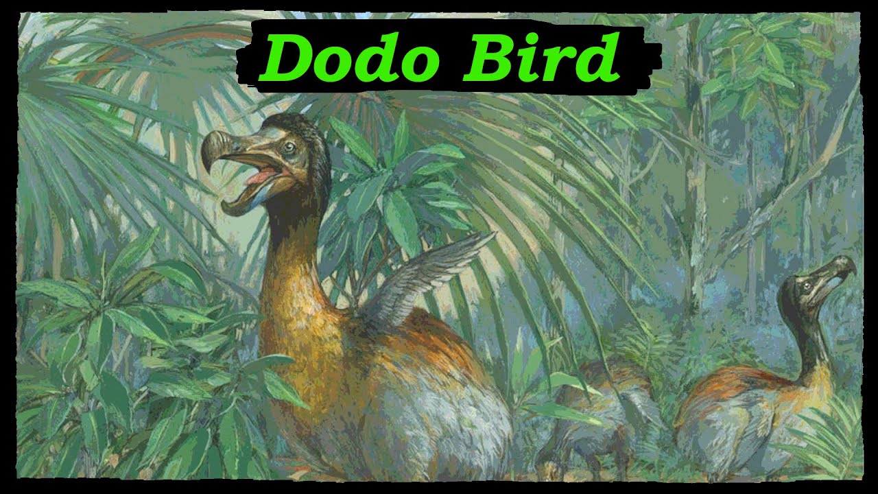 Dodo Bird: the Tragic Icon of Extinction! - YouTube