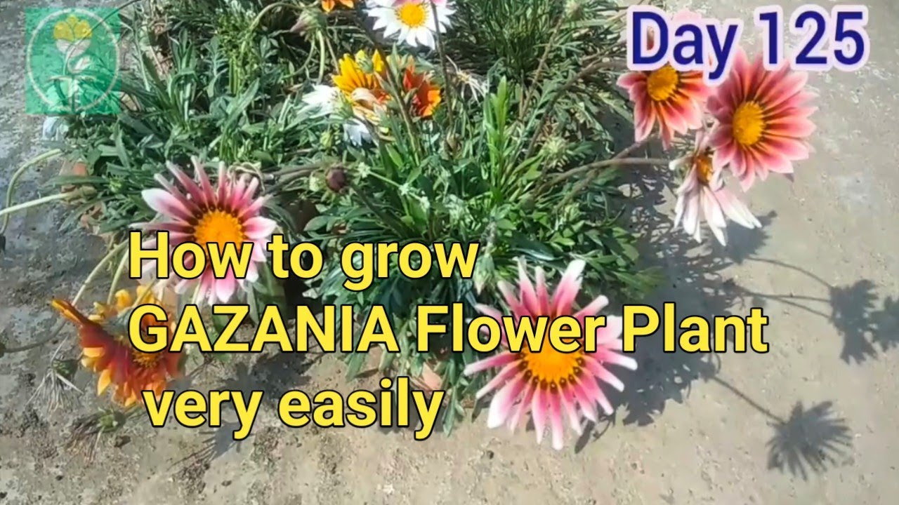 How to grow GAZANIA Flower Plant very easily|Sabuj Kanan - YouTube