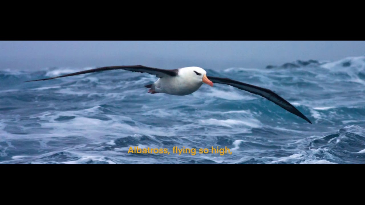 Albatross Flying So High. - YouTube