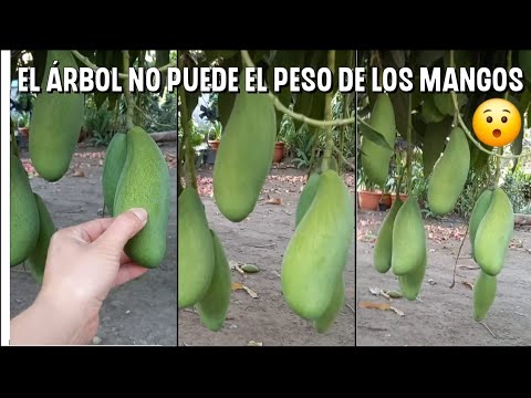 MANGOS CUMA el árbol no aguanta 😯el peso de los mangos - YouTube